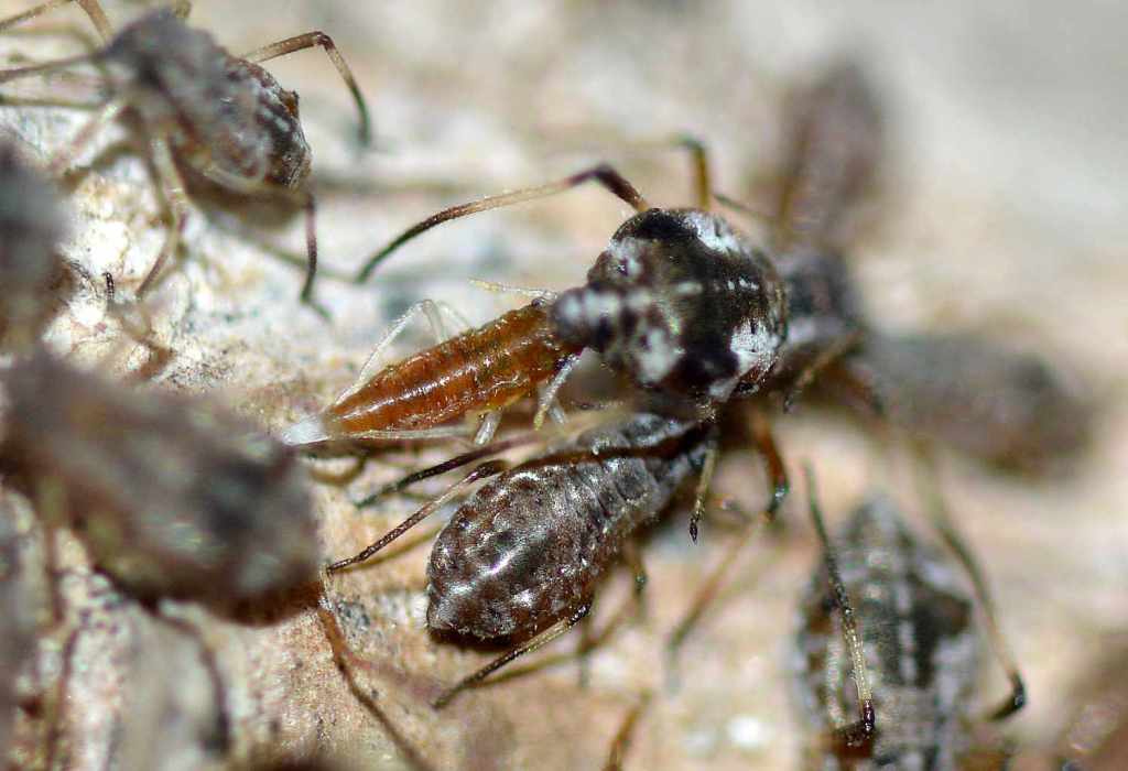 Pulgón Cinara acutirostris (Hemiptera, Aphididae) y hormiga Lasius ...