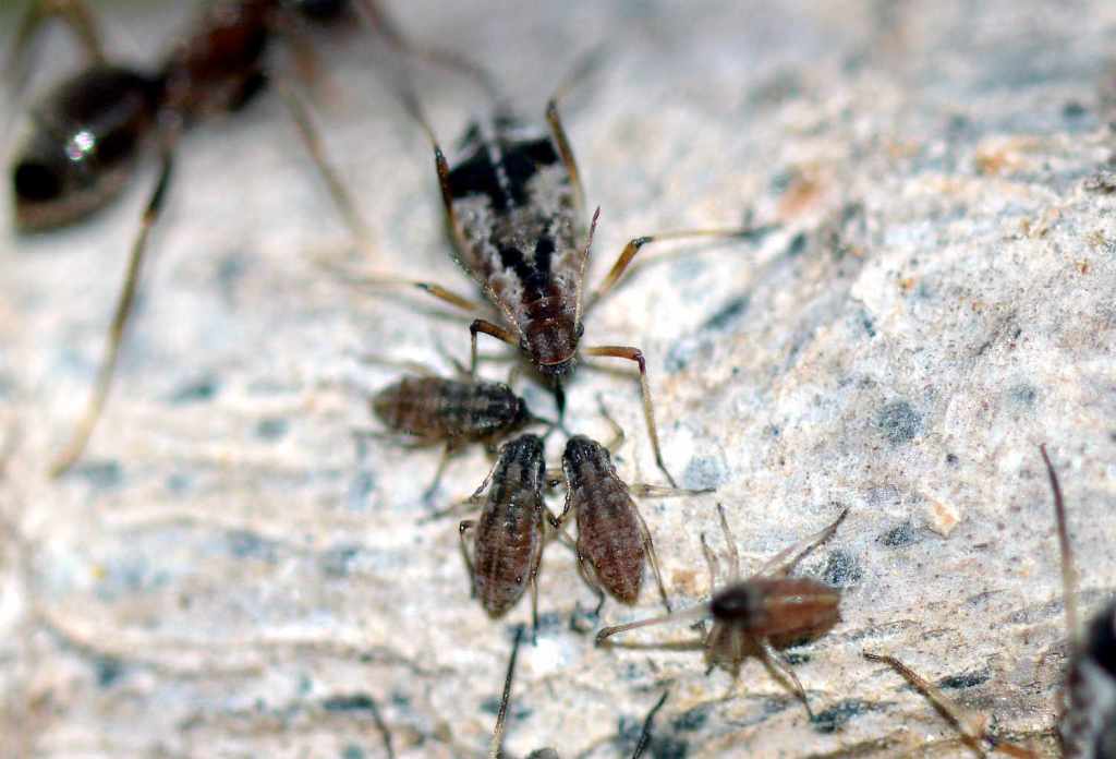 Pulgón Cinara acutirostris (Hemiptera, Aphididae) y hormiga Lasius ...