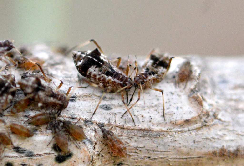 Pulgón Cinara acutirostris (Hemiptera, Aphididae) y hormiga Lasius ...