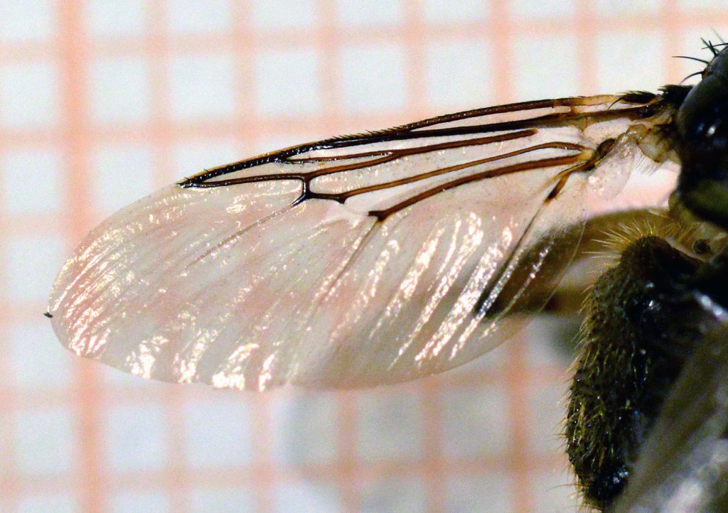 Hippobosca equina (Diptera, Hippoboscidae) en Aguiña, Lesaca – El ...