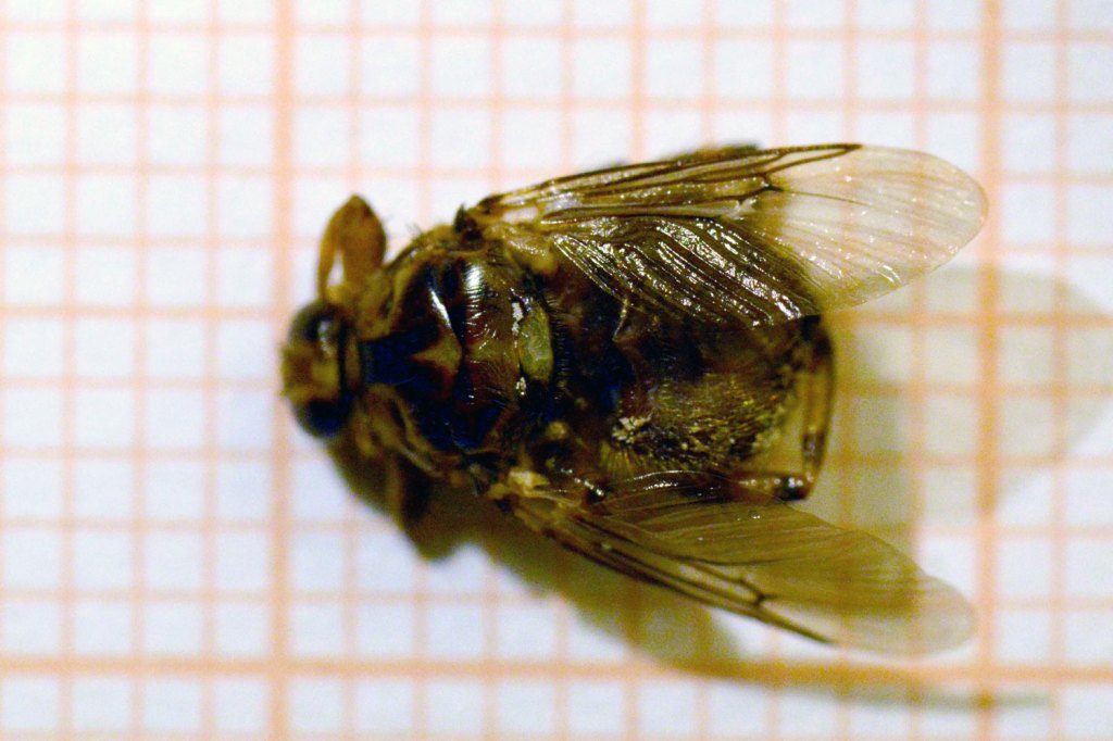 Hippobosca equina (Diptera, Hippoboscidae) en Aguiña, Lesaca – El ...