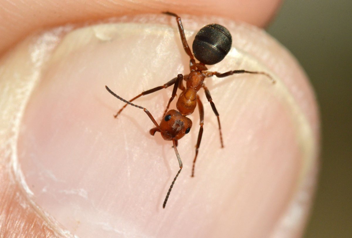 Formica frontalis y Formicoxenus nitidulus (Hymenoptera, Formicidae) a ...