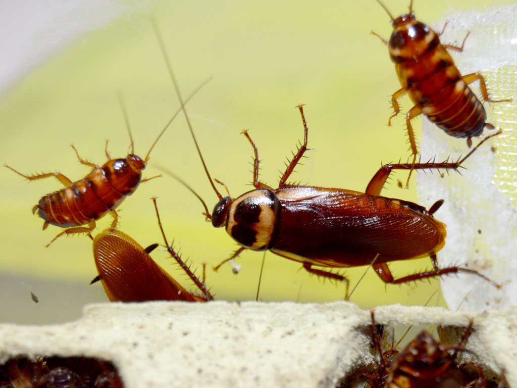 Cucaracha australiana, Periplaneta australasiae (Blattodea, Blattidae ...