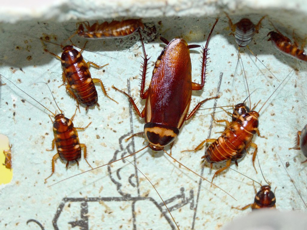 Cucaracha australiana, Periplaneta australasiae (Blattodea, Blattidae ...