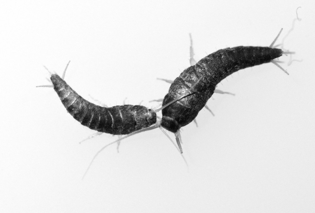 Sobre el Lepisma saccharina (Zygentoma, Lepismatidae) – El ...