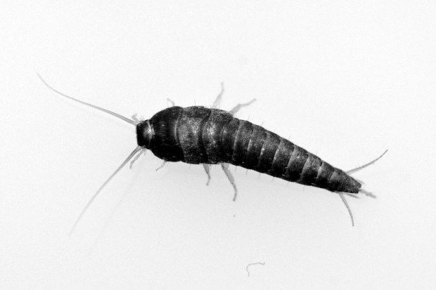 Sobre el Lepisma saccharina (Zygentoma, Lepismatidae) – El ...