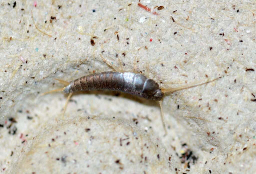 Sobre el Lepisma saccharina (Zygentoma, Lepismatidae) – El ...