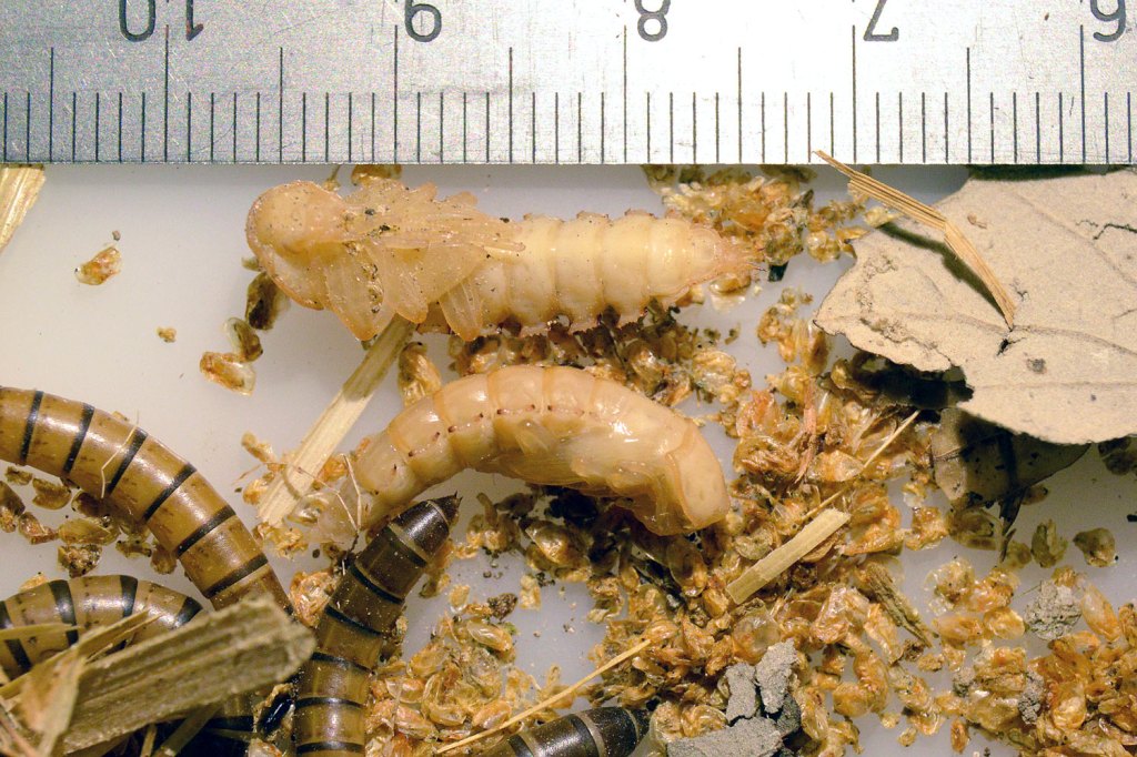 Tenebrio obscurus (Coleoptera, Tenebrionidae) en un gallinero de ...