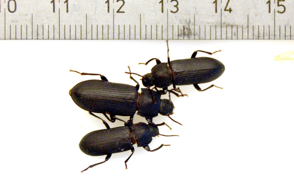 Tenebrio obscurus (Coleoptera, Tenebrionidae) en un gallinero de ...