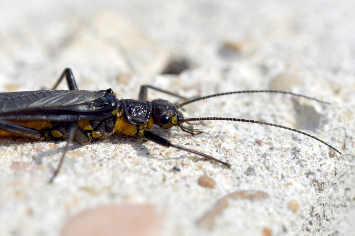 Mosca de las piedras Hemimelaena flaviventris (Plecoptera, Perlodidae ...