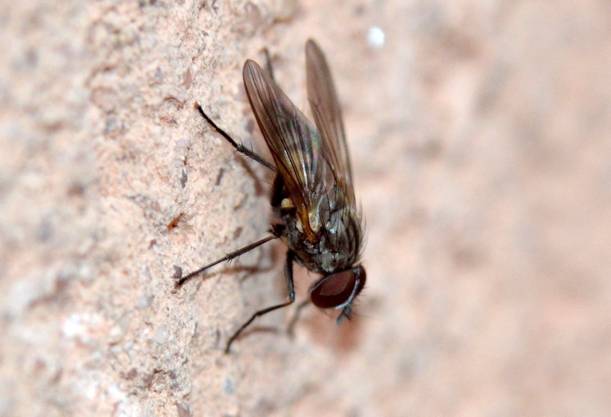 Sobre la mosca doméstica menor, Fannia cunicularis (Diptera, Fannidae ...