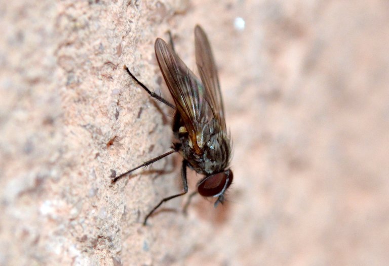Sobre la mosca doméstica menor, Fannia cunicularis (Diptera, Fannidae ...