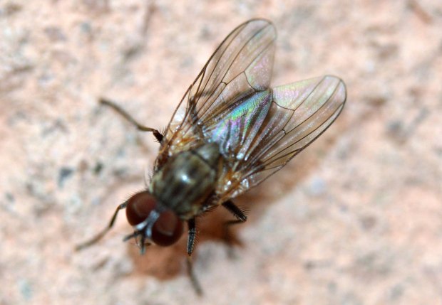 Sobre la mosca doméstica menor, Fannia cunicularis (Diptera, Fannidae ...