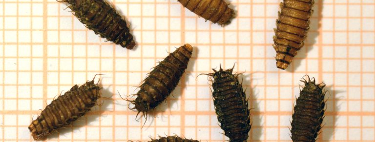 Sobre la mosca doméstica menor, Fannia cunicularis (Diptera, Fannidae ...