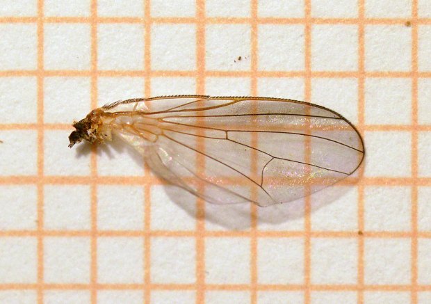 Sobre la mosca doméstica menor, Fannia cunicularis (Diptera, Fannidae ...