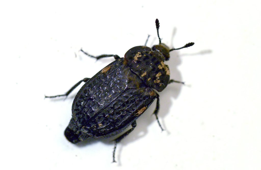 Thanatophilus sinuatus y Thanatophilus rugosus (Coleoptera, Silphidae ...