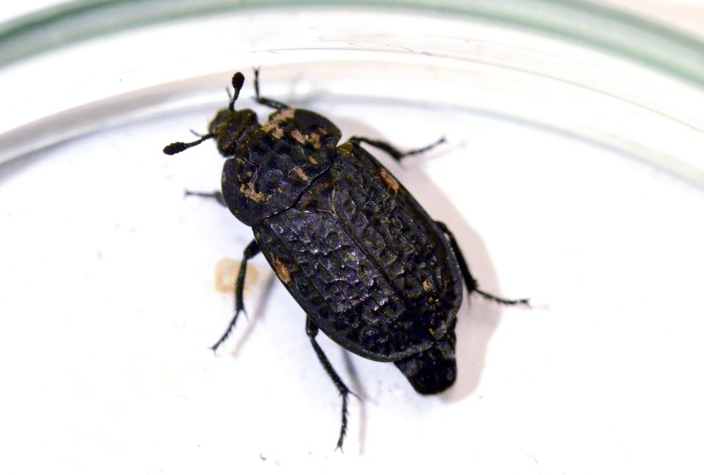 Thanatophilus sinuatus y Thanatophilus rugosus (Coleoptera, Silphidae ...