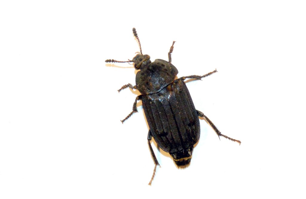 Thanatophilus sinuatus y Thanatophilus rugosus (Coleoptera, Silphidae ...