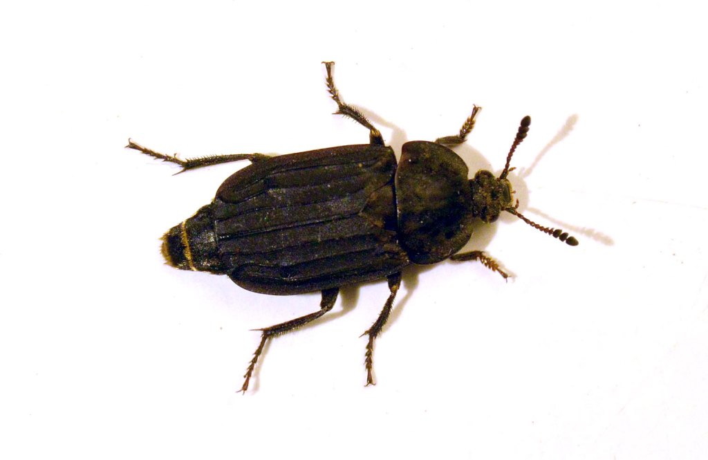 Thanatophilus sinuatus y Thanatophilus rugosus (Coleoptera, Silphidae ...