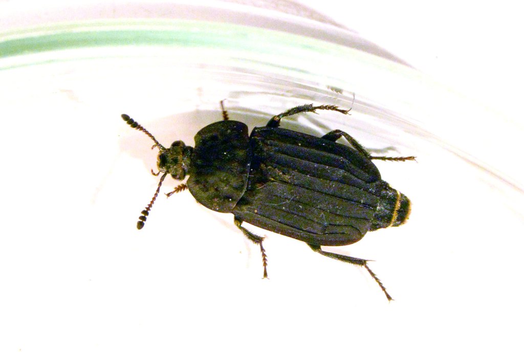 Thanatophilus sinuatus y Thanatophilus rugosus (Coleoptera, Silphidae ...