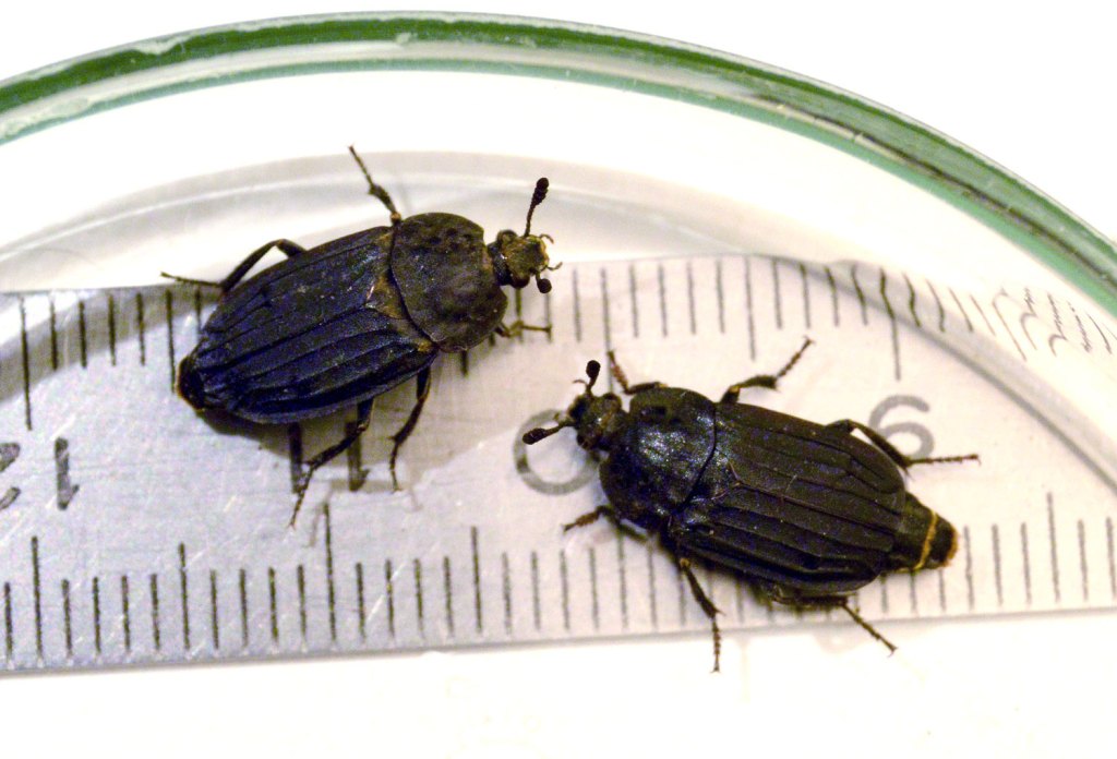 Thanatophilus sinuatus y Thanatophilus rugosus (Coleoptera, Silphidae ...