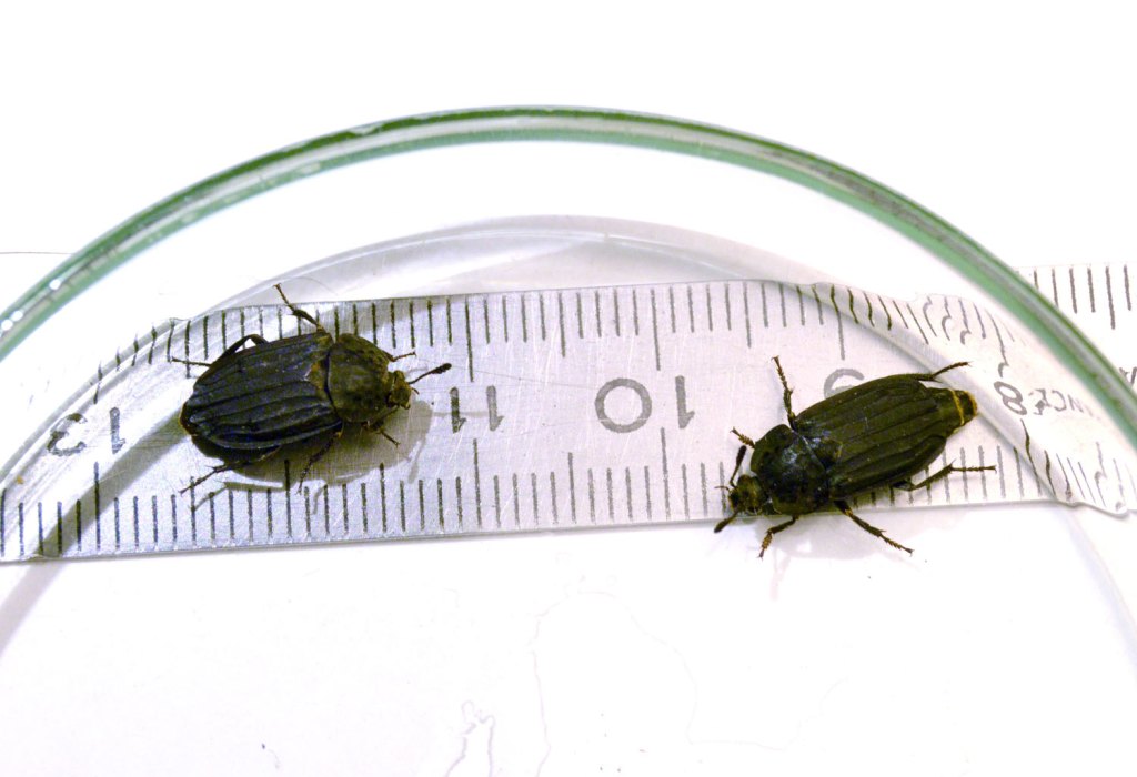 Thanatophilus sinuatus y Thanatophilus rugosus (Coleoptera, Silphidae ...