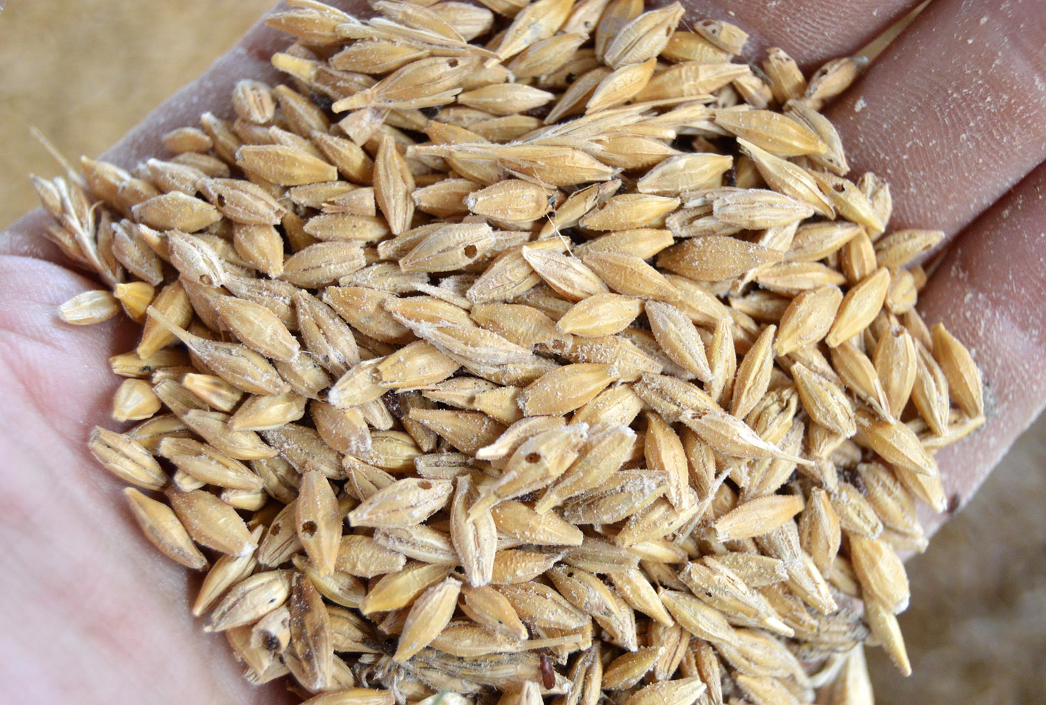 julio 2019 – El desinsectador y desratizador