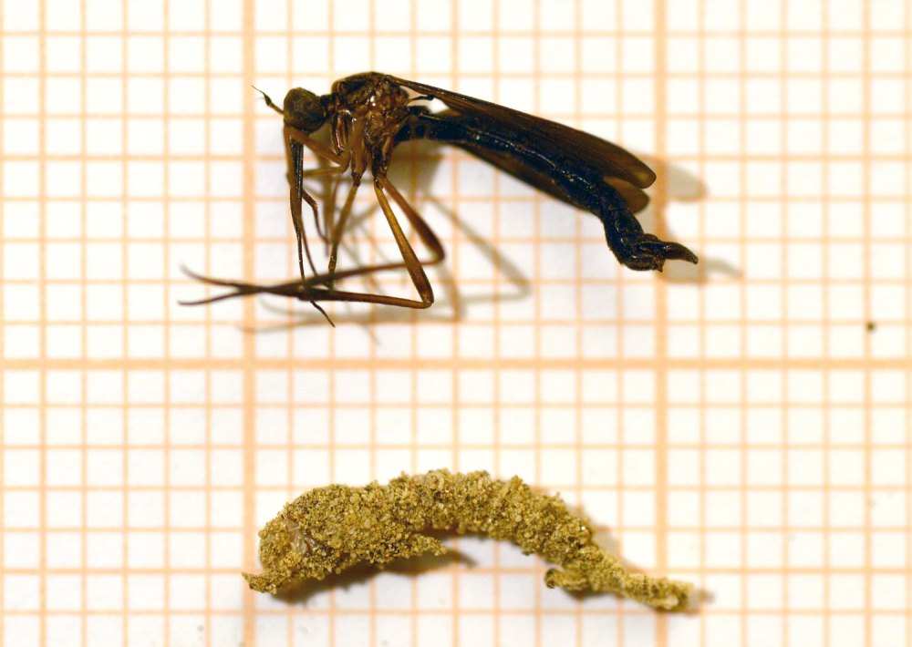 Apuntes sobre vermileónidos (Diptera, Vermileonidae) – El desinsectador ...
