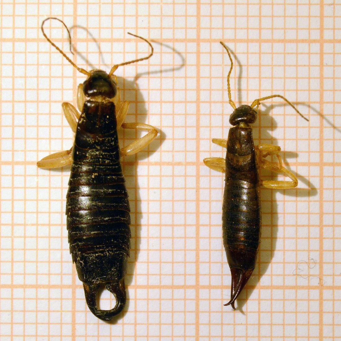 Tijereta Anisolabis maritima (Dermaptera, Anisolabididae) en Barcelona ...