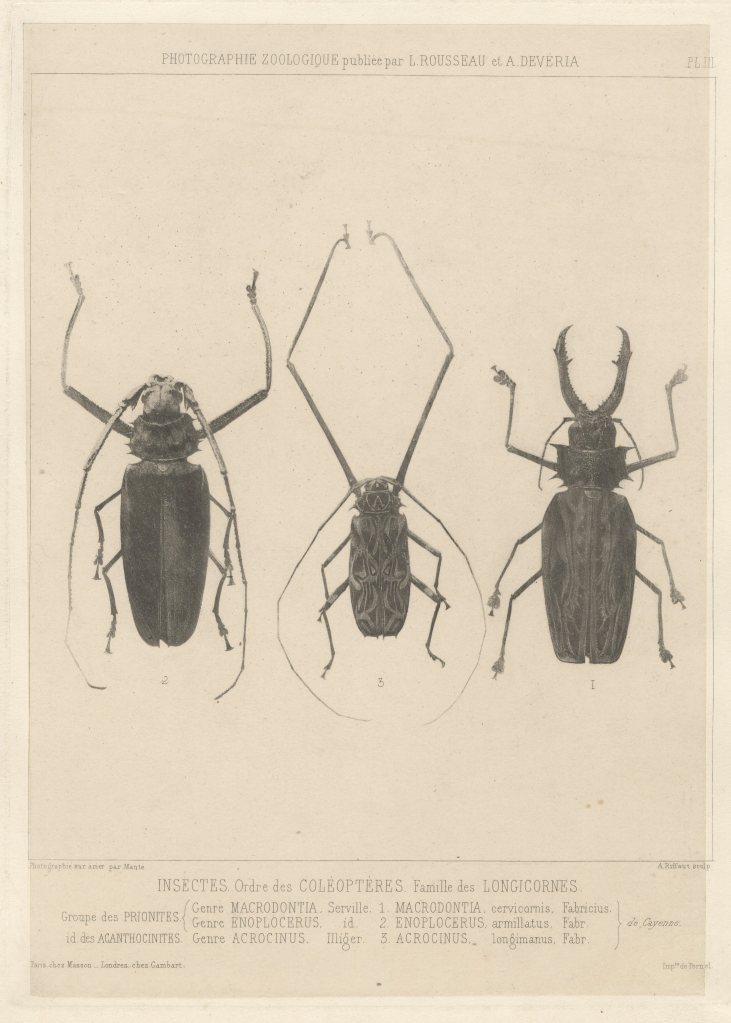 ‘Photographie zoologique’ de Louis Rousseau & Achille Devéria (1853 ...
