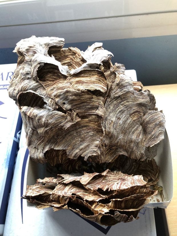 Avispón bicolor, Vespa bicolor (Hymenoptera, Vespidae) en Alhaurín el ...