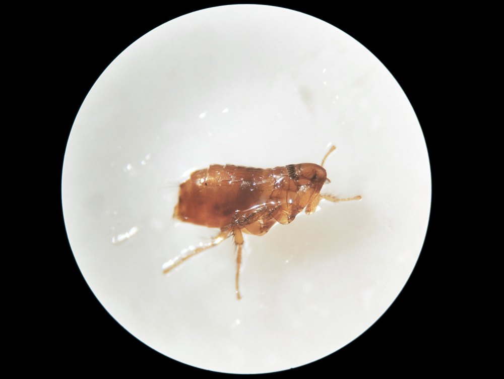 Nosopsyllus fasciatus (Siphonaptera, Ceratophyllidae) recolectada sobre ...