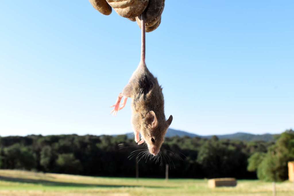 Sobre el ratón de campo, Apodemus sylvaticus (Rodentia, Muridae) – El ...