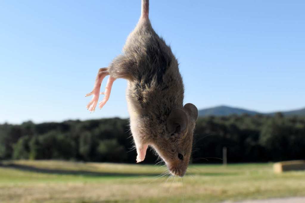Sobre el ratón de campo, Apodemus sylvaticus (Rodentia, Muridae) – El ...
