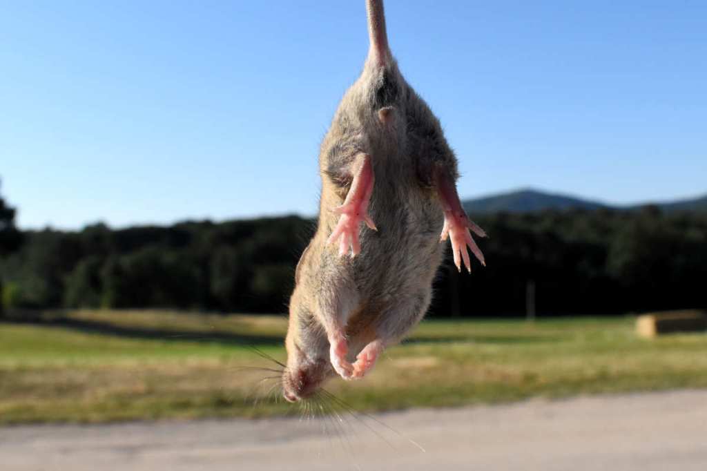 Sobre el ratón de campo, Apodemus sylvaticus (Rodentia, Muridae) – El ...