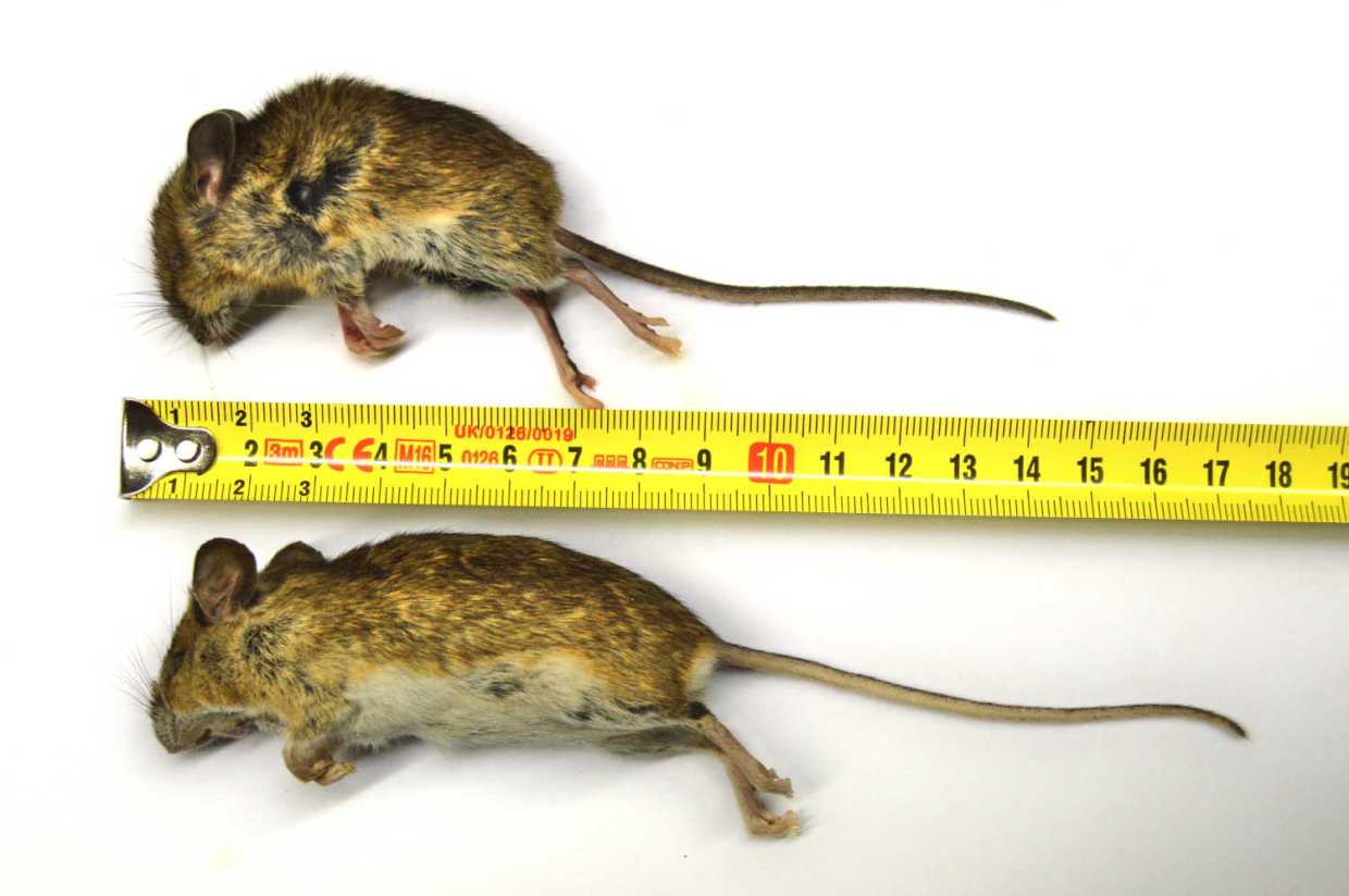 Sobre el ratón de campo, Apodemus sylvaticus (Rodentia, Muridae) – El ...