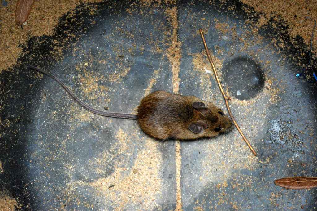 Sobre el ratón de campo, Apodemus sylvaticus (Rodentia, Muridae) – El ...