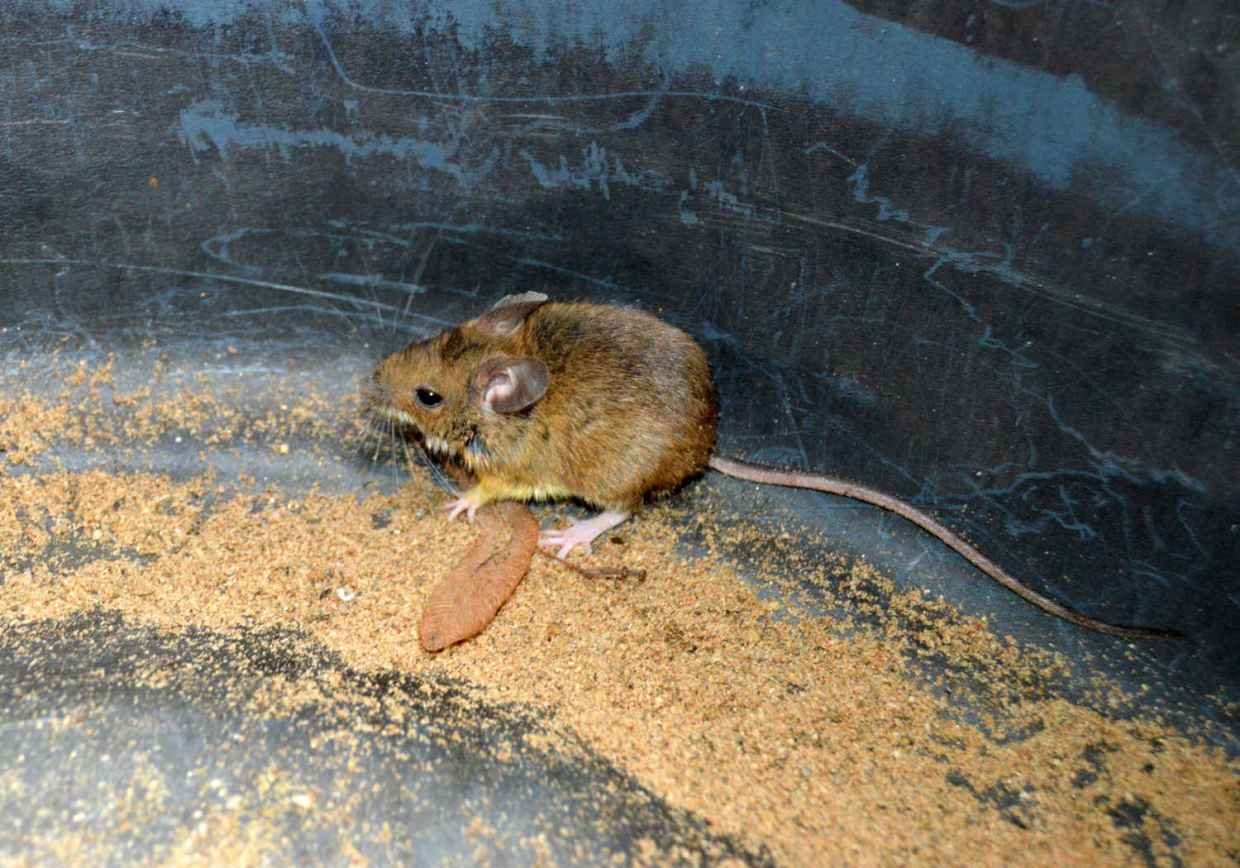 Sobre el ratón de campo, Apodemus sylvaticus (Rodentia, Muridae) – El ...