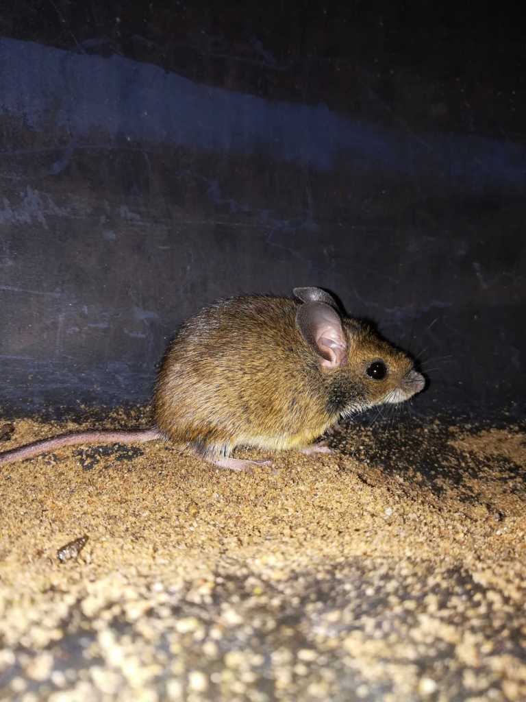 Sobre el ratón de campo, Apodemus sylvaticus (Rodentia, Muridae) – El ...