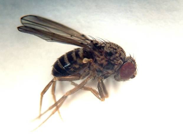 Abundante Drosophila (Drosophila) repleta (Diptera, Drosophilidae) – El ...