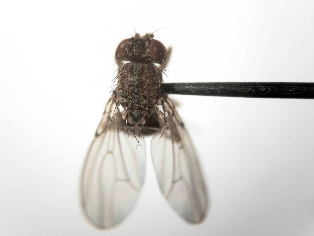 Abundante Drosophila (Drosophila) repleta (Diptera, Drosophilidae) – El ...