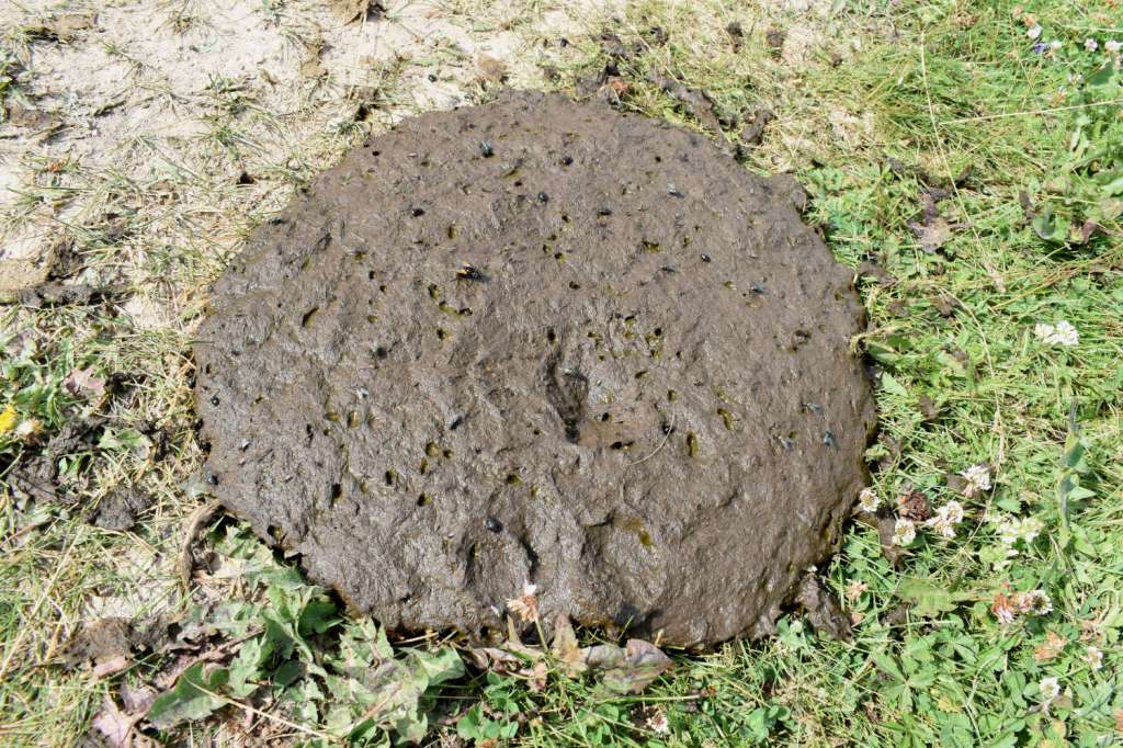 Insectos sobre una boñiga fresca de vaca a 1.900 metros de altitud – El ...