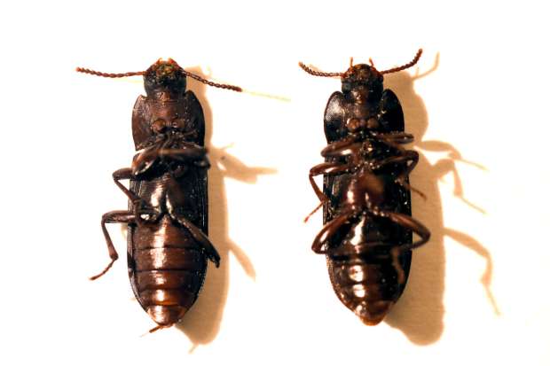 Tenebrio obscurus y Tenebrio molitor (Coleoptera, Tenebrionidae) – El ...