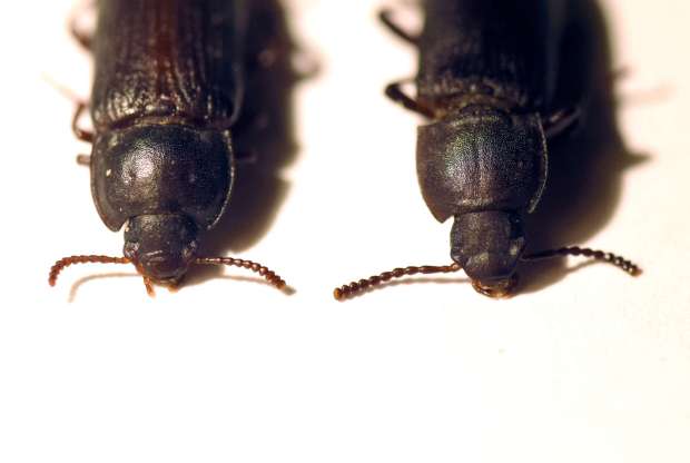 Tenebrio obscurus y Tenebrio molitor (Coleoptera, Tenebrionidae) – El ...