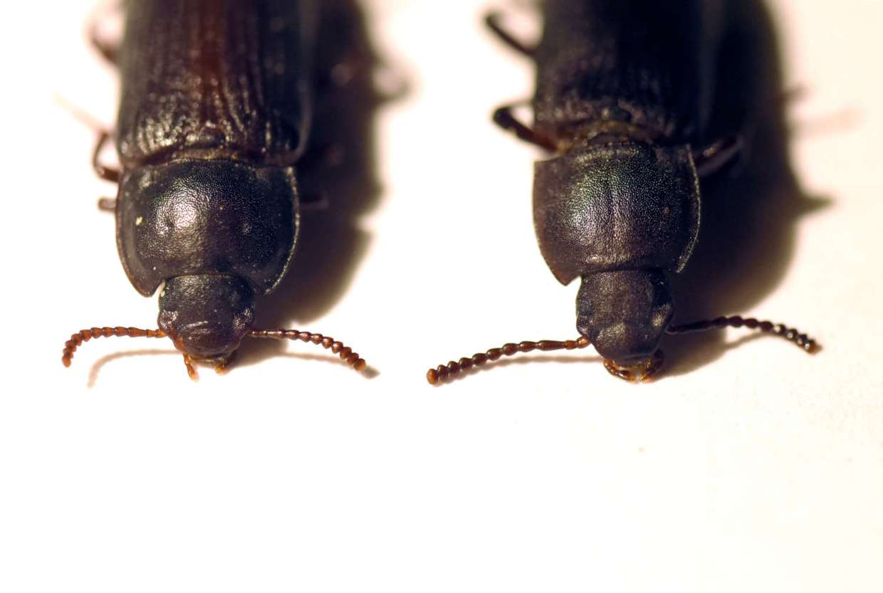 Tenebrio obscurus y Tenebrio molitor (Coleoptera, Tenebrionidae) – El ...