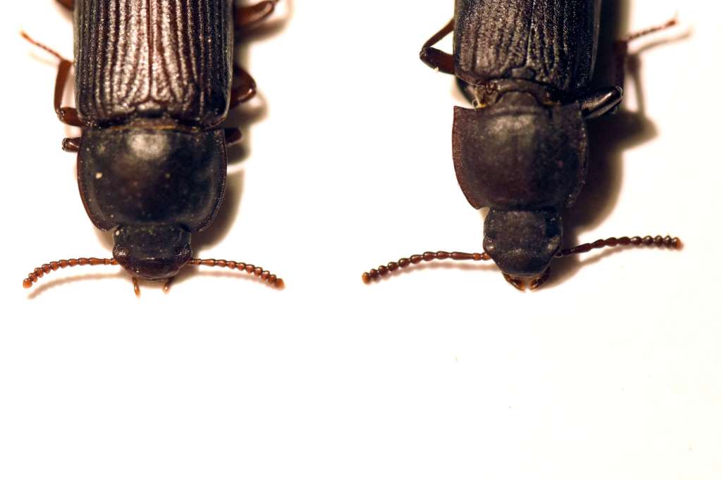 Tenebrio obscurus y Tenebrio molitor (Coleoptera, Tenebrionidae) – El ...