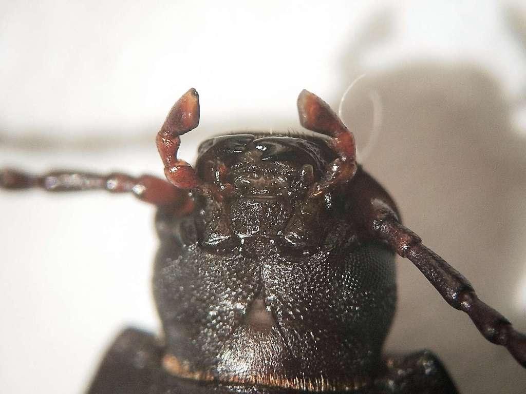 Tenebrio obscurus y Tenebrio molitor (Coleoptera, Tenebrionidae) – El ...
