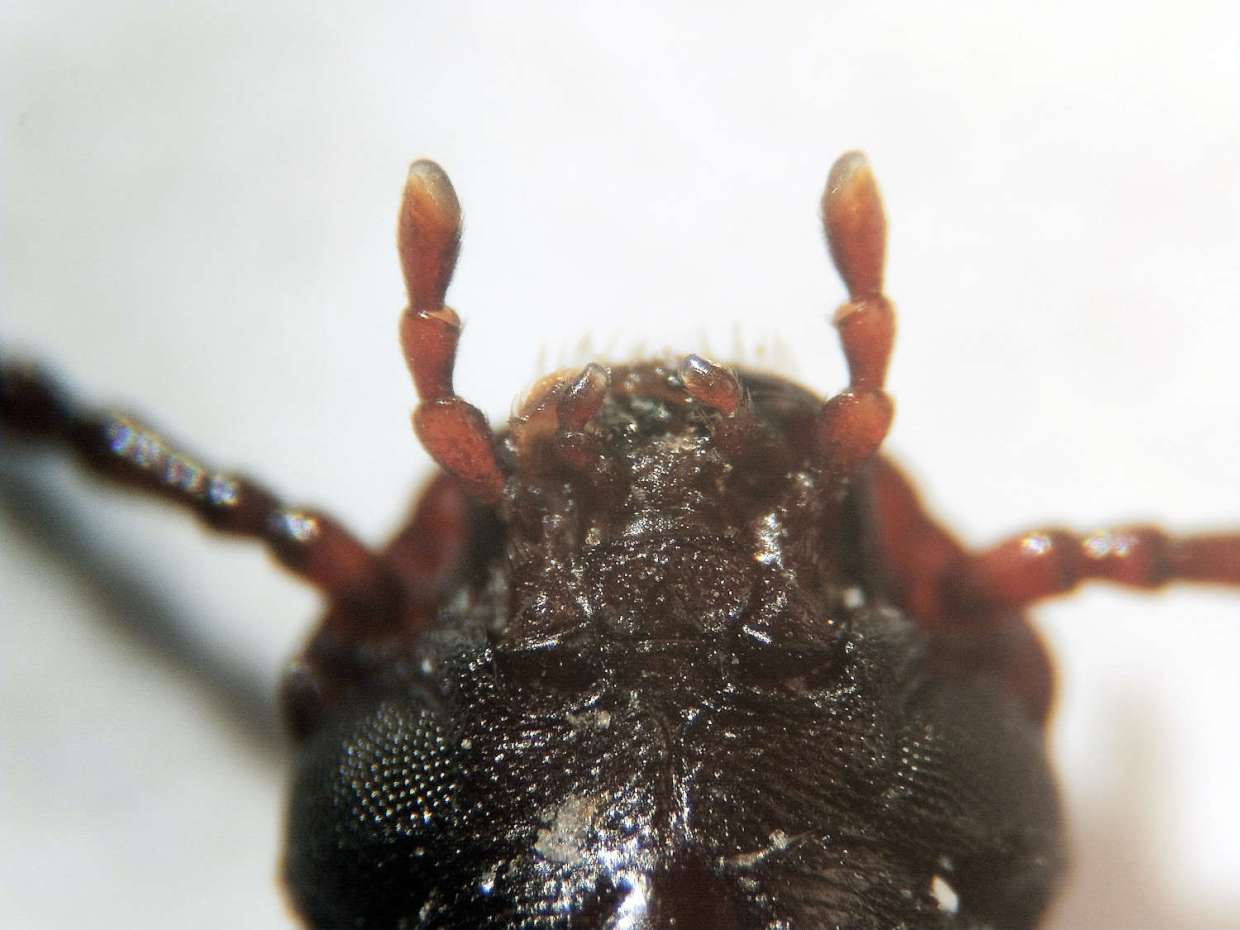 Tenebrio obscurus y Tenebrio molitor (Coleoptera, Tenebrionidae) – El ...