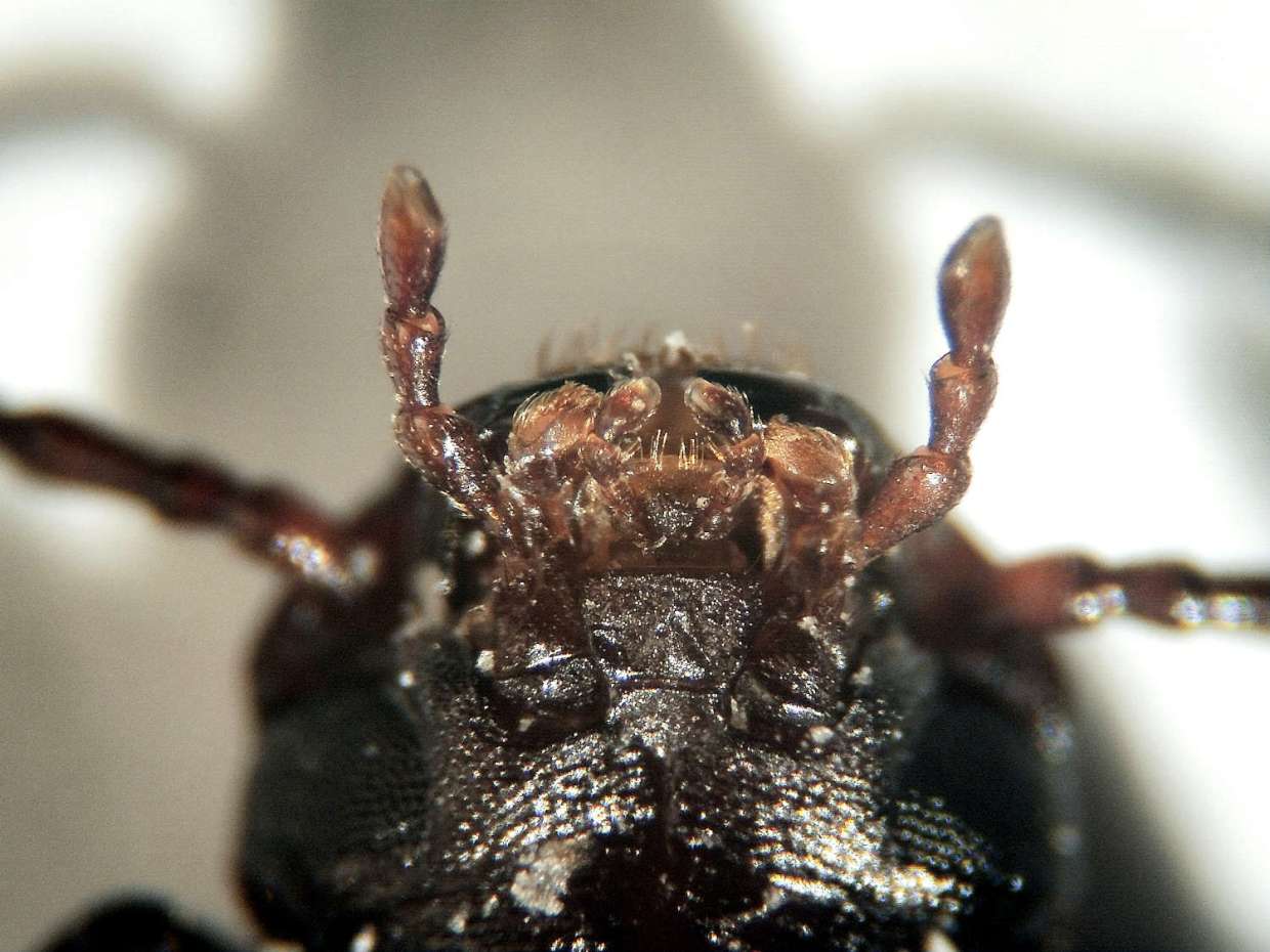 Tenebrio obscurus y Tenebrio molitor (Coleoptera, Tenebrionidae) – El ...