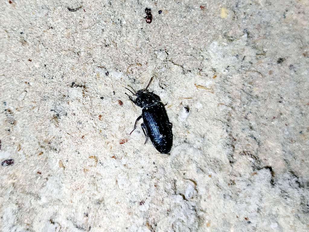 Tenebrio obscurus y Tenebrio molitor (Coleoptera, Tenebrionidae) – El ...